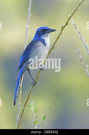 Island Scrub Jay Aphelocoma Insularis Santa Cruz Island California