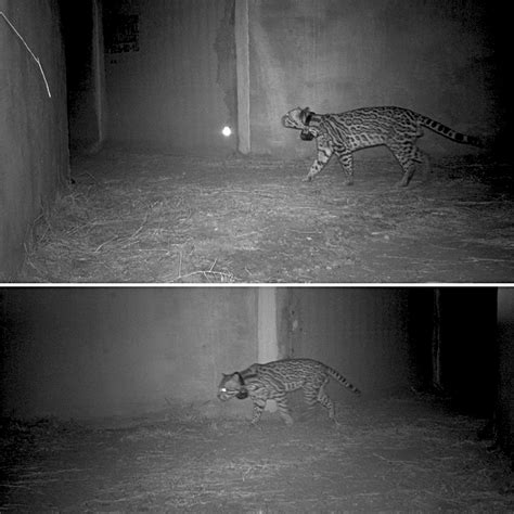 Ocelots Receive New Wildlife Underpasses In Texas Refuge