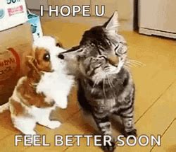 Cat Get Well Soon  500×500 Get Well Soon