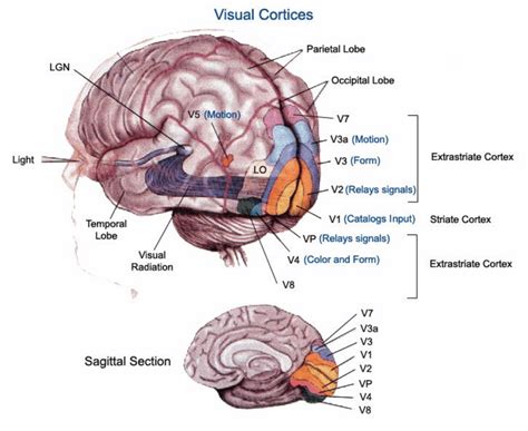 6 Schema Representative Of The Human Visual Cortex And Its Different