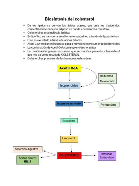 Biosíntesis Del Colesterol Pdf