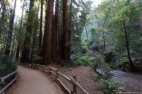 Muir Woods A Visit Of The Coastal Sequoia Trees In California Usa