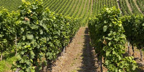 Battery Operated Branch Tying Tool