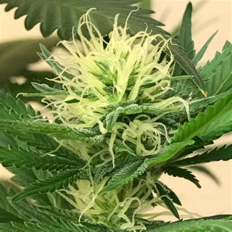 Chocolope Aka D Line Weed Strain Information Leafly