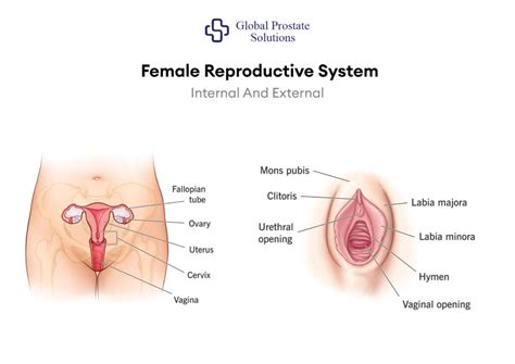 Female Reproductive System Organs Structure And Function