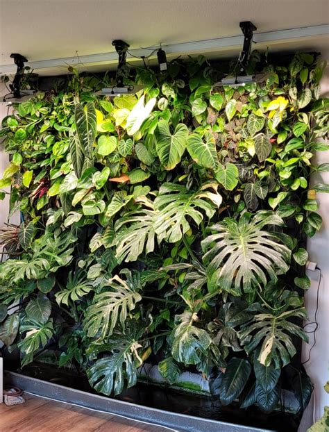 I Made A Plantwall In My Livingroom Rhouseplants