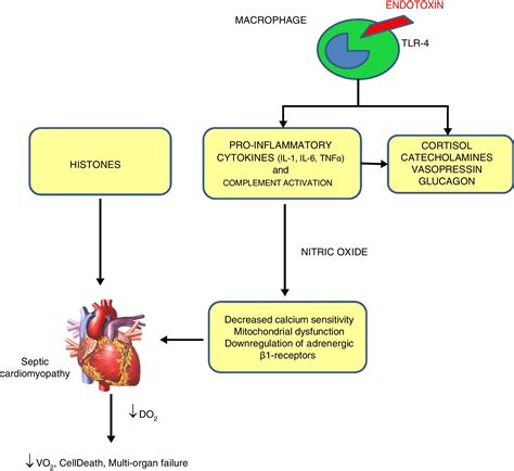 Management Of Myocardial Dysfunction In Septic Shock Potential Role Of Extracorporeal Membrane