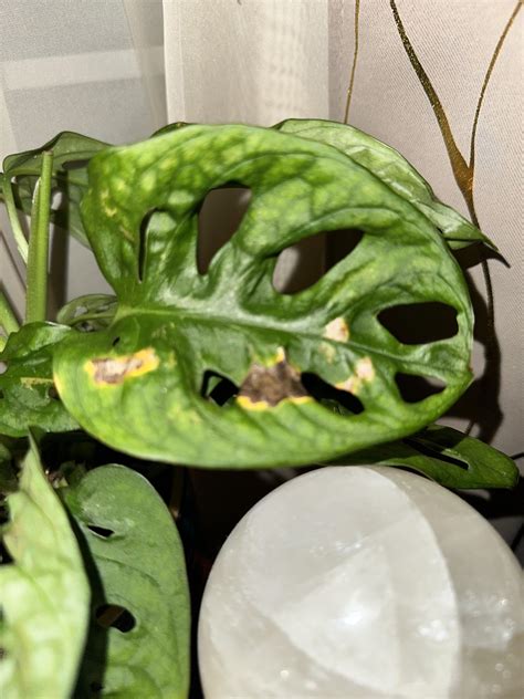 Monstera Adansonii Leaf Problem Just Bought This Plant Hoping To Bring