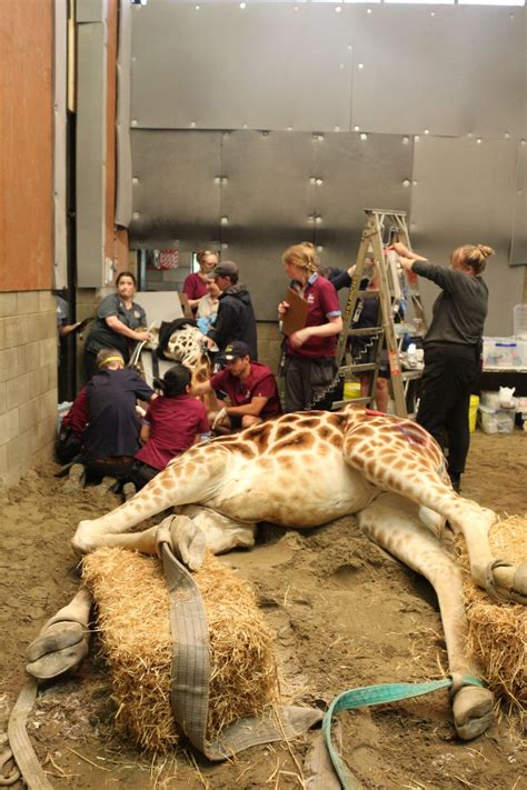 Proud Of Our Team Zuri Included 🦒👏💜 Karen Fifield Mnzm Minstd