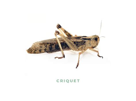 Criquet Grillon Sauterelle Comment Les Reconnaître