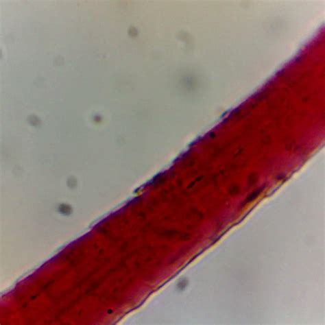 Conservación De Textiles