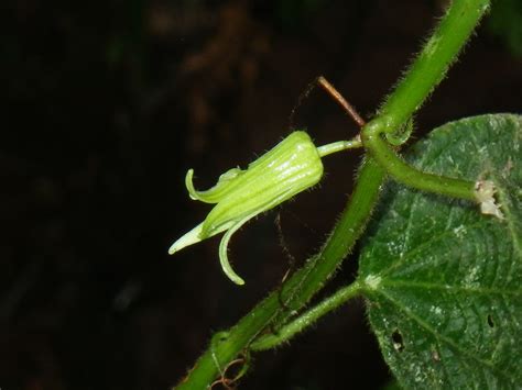 Appendix 3 Passiflora Costaricensis