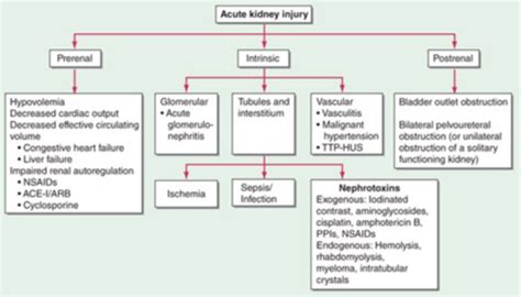 All Renal Clin Med Flashcards Quizlet