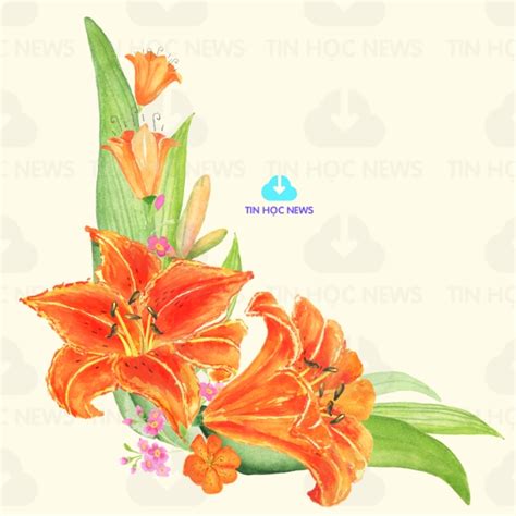 Download Hình Ảnh Hoa Ly Vector Đẹp File Png Miễn Phí