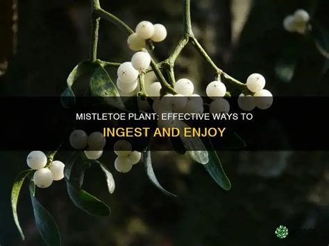 Mistletoe Plant Effective Ways To Ingest And Enjoy Shuncy