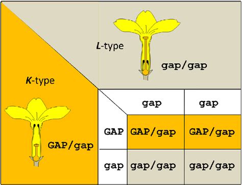 schematic presentation of the presumed classical mendelian