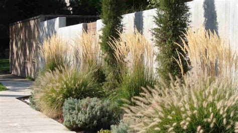 26 Best Ornamental Grasses For Low Maintenance Yards