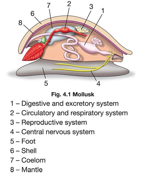 Segmented Worms Digestive System