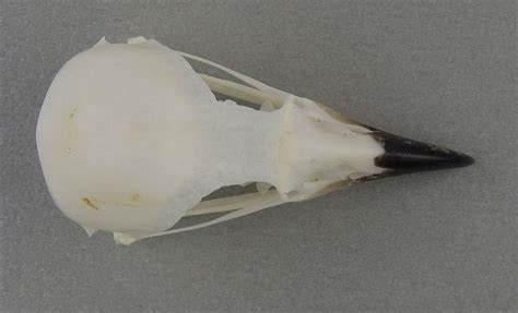 Lanius Excubitor Great Grey Shrike Skullsite