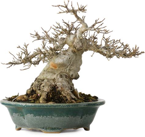Acer Buergerianum 19 Cm ± 30 Years Old With A Nebari Of 12 Cm