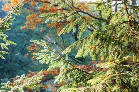 阳光下的云杉林中，冷杉枝上结着蜘蛛网