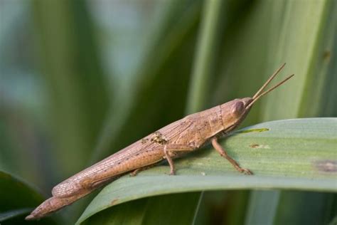 17 Tipos De Saltamontes ¡verdes Y Grandes Con Fotos