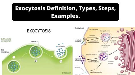 Membrane Carbohydrate Types Structure And Function Biology Notes