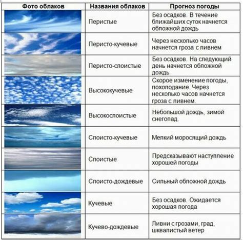 Разновидности и описание 39 фото