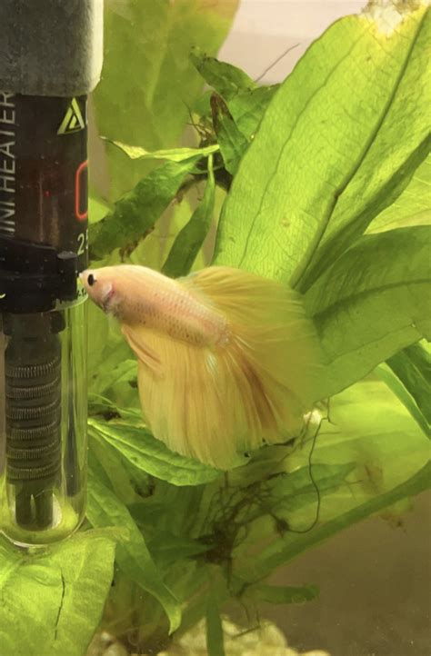 Cryptic Mantis Seems Skittish R Mantids