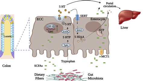 Microbial Metabolite Scfas Transportation And Role In Gut Serotonin