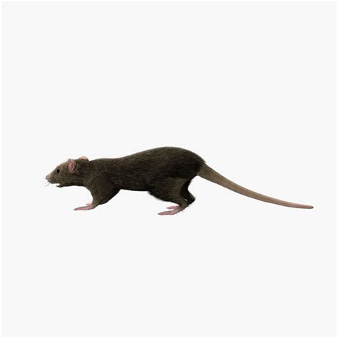 Rat 3d Model 99 Ma Fbx Obj Free3d