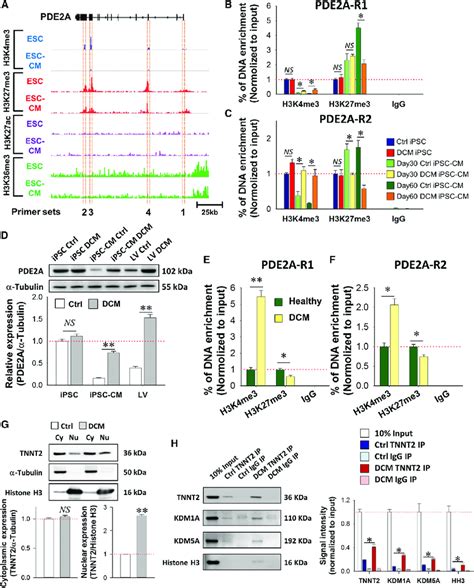 Epigenetic Regulation Underlying The PDE Expression Pattern In DCM