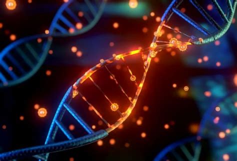 What Is Cfdna Cfdna Extraction And Purification Dna Testing Experts