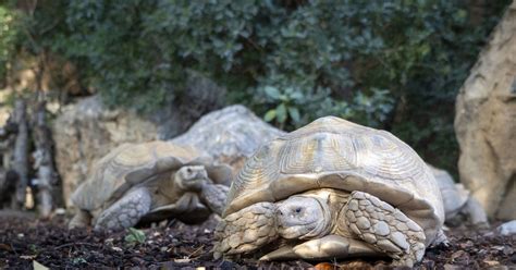 Dos De Las Tres Especies De Tortugas Más Grandes Del Planeta Ya Pueden