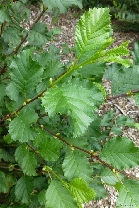 Olše Zelená Alnus Alnobetula Flora
