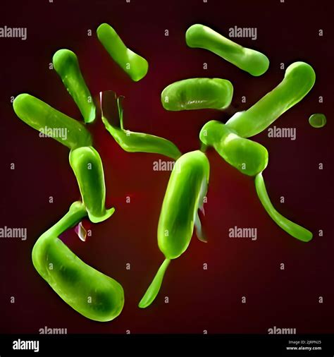 What S E Coli Bacteria At Randall Maupin Blog