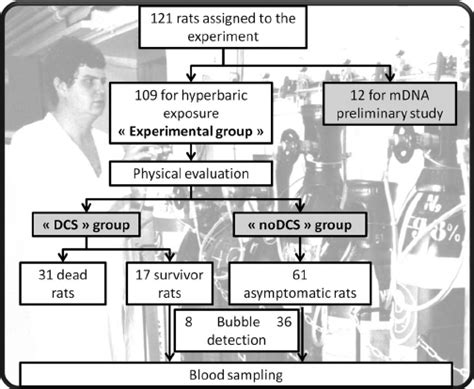 Flow Chart Describing The Experimental Design Mdna Mitochondrial Dna