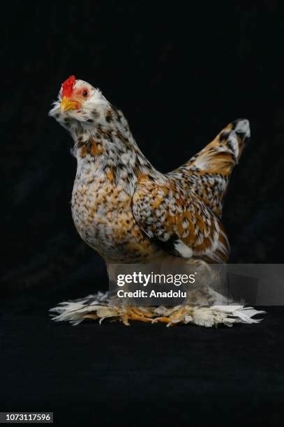 Bantams Photos And Premium High Res Pictures Getty Images