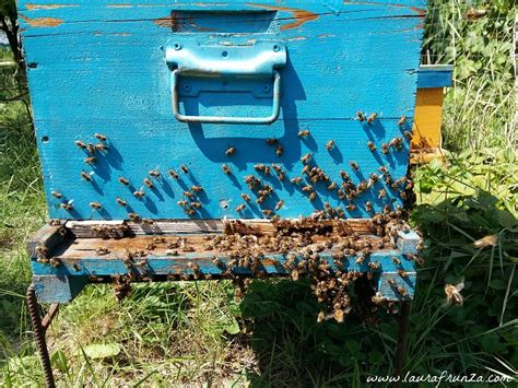 Afaceri Locale Prisaca Bârnova Stupină şi Creşă De Mătci