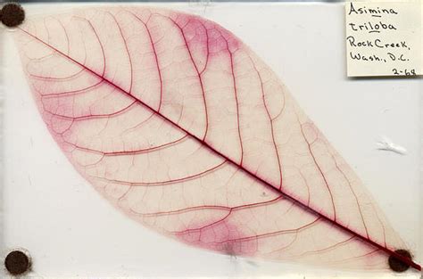 Image Detect The Vein Pattern In Leaves Stack Overflow
