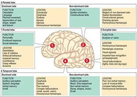 Brain Function And Dysfunction Neuro Nursing School Nerdy Nurse