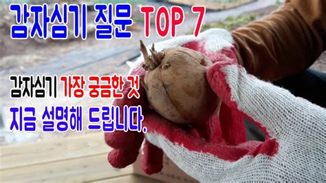 감자심기가장궁금한점 감자밭만들기 감자재배방법 씨감자자르기 씨감자소독 Youtube