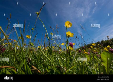 Worms Eye View Through Summer Wildflowers And Grass To A Blue Sky