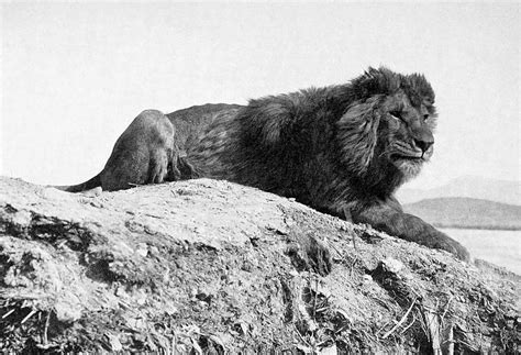 Tower Of London Barbary Lion Skulls In London