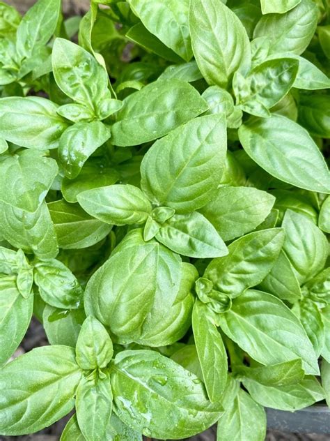 How To Grow Basil From Seed Heirloom Grown