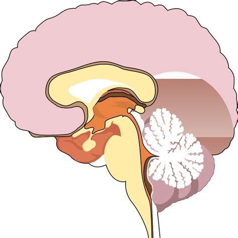 Ventricular System Brain Structures Figure Science Figures