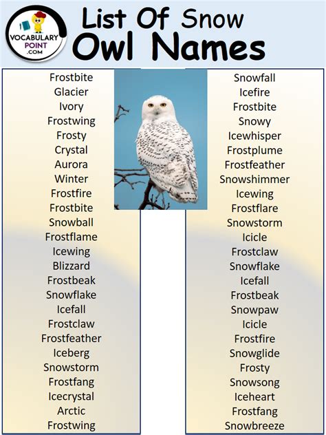 500 Best Owl Names Cute Funny And Fantasy Vocabulary Point