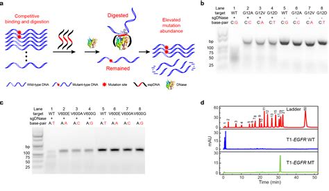 The Research Team Led By Professor Meiping Zhao Reported A Breakthrough
