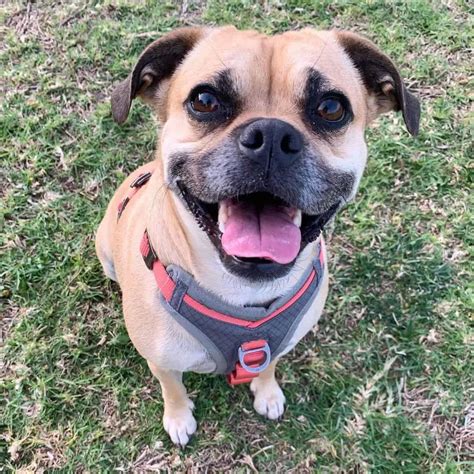 A Guide To A Pitbull Pug Mix Breed A Guide To A Pitbull Pug Mix Breed
