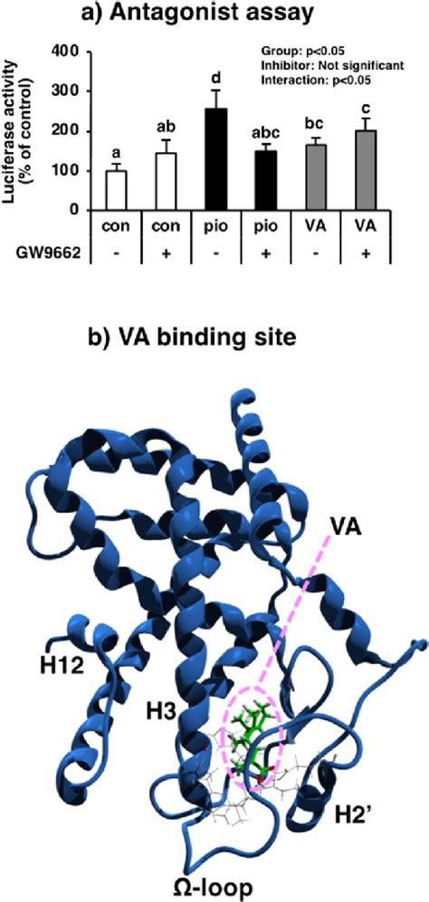 Analysis Of Possible Va Binding Sites On Pparγ A Antagonist Assay Download Scientific